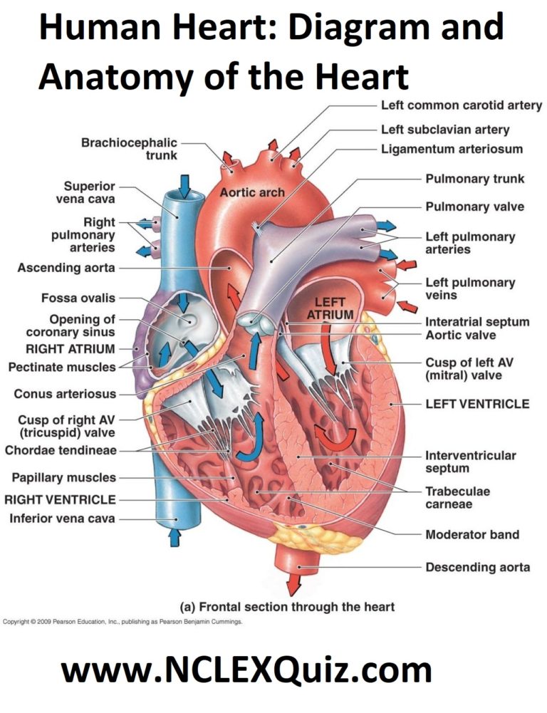 Human Heart: Diagram and Anatomy of the Heart - StudyPK