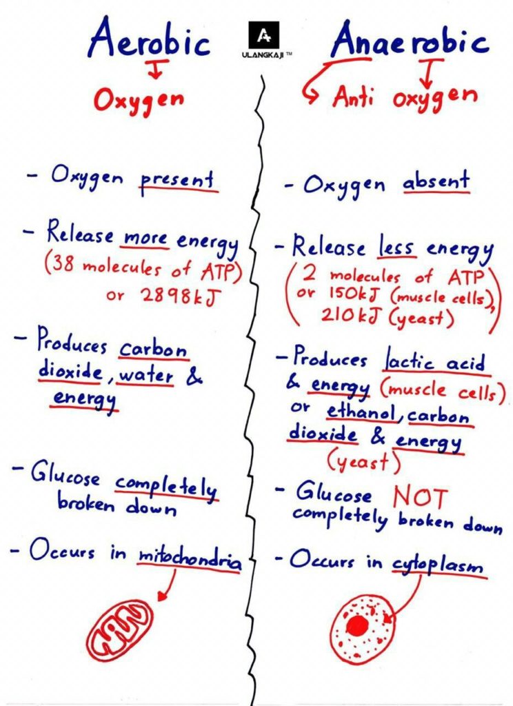 Aerobic vs Anaerobic Bacteria Cellular Respiration - StudyPK