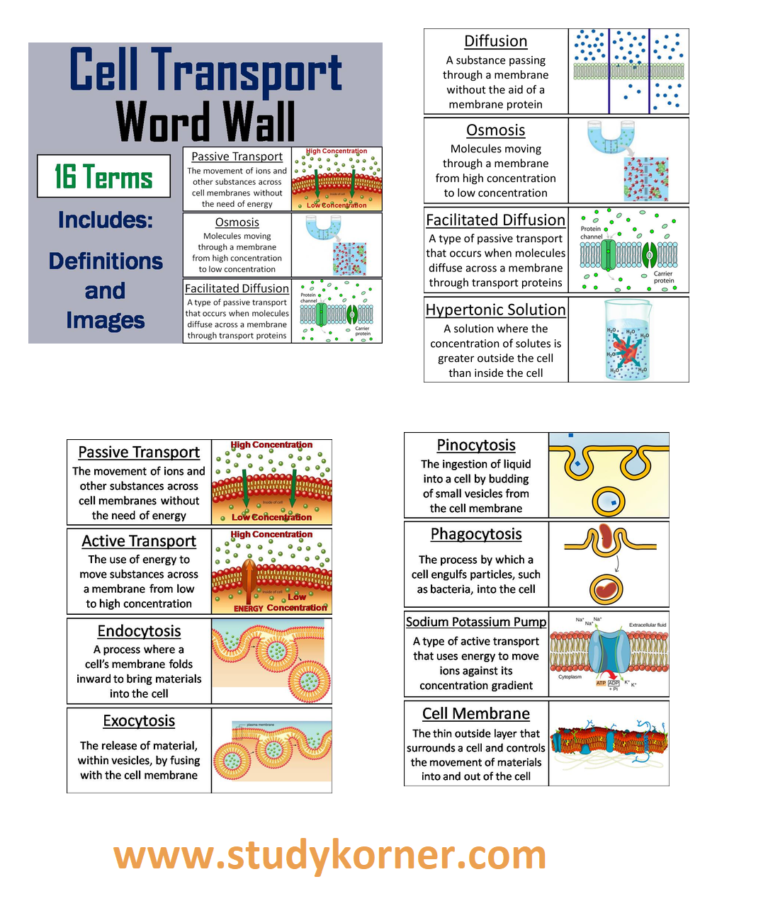 Active Transport and Passive Transport Across A Cell Membrane - StudyPK